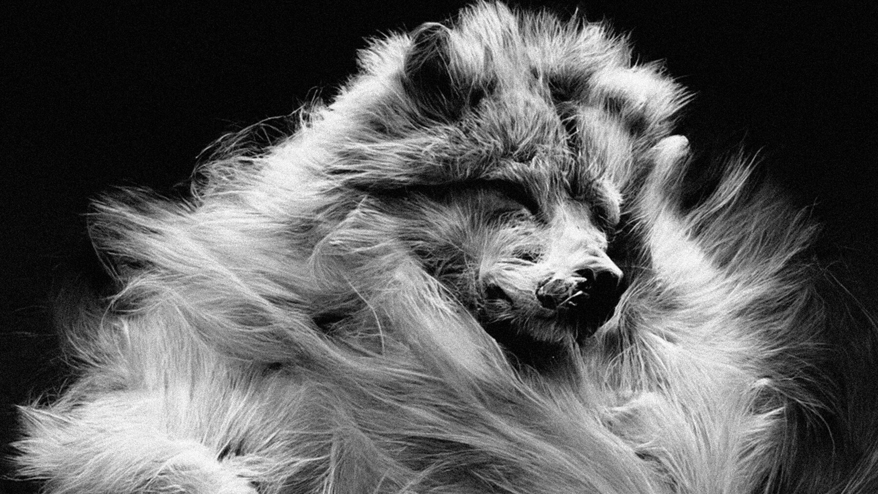 ArtStation - Fur: Types of Body Movements | Artworks