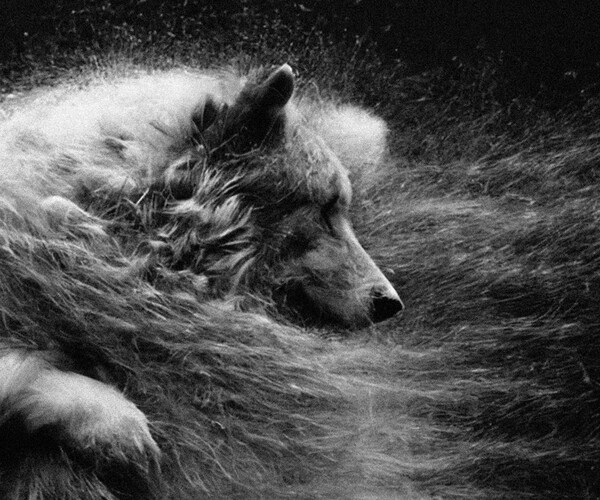 ArtStation - Fur: Types of Body Movements | Artworks