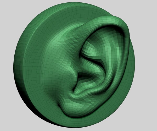 ArtStation - Ear Model with Different Types | Resources