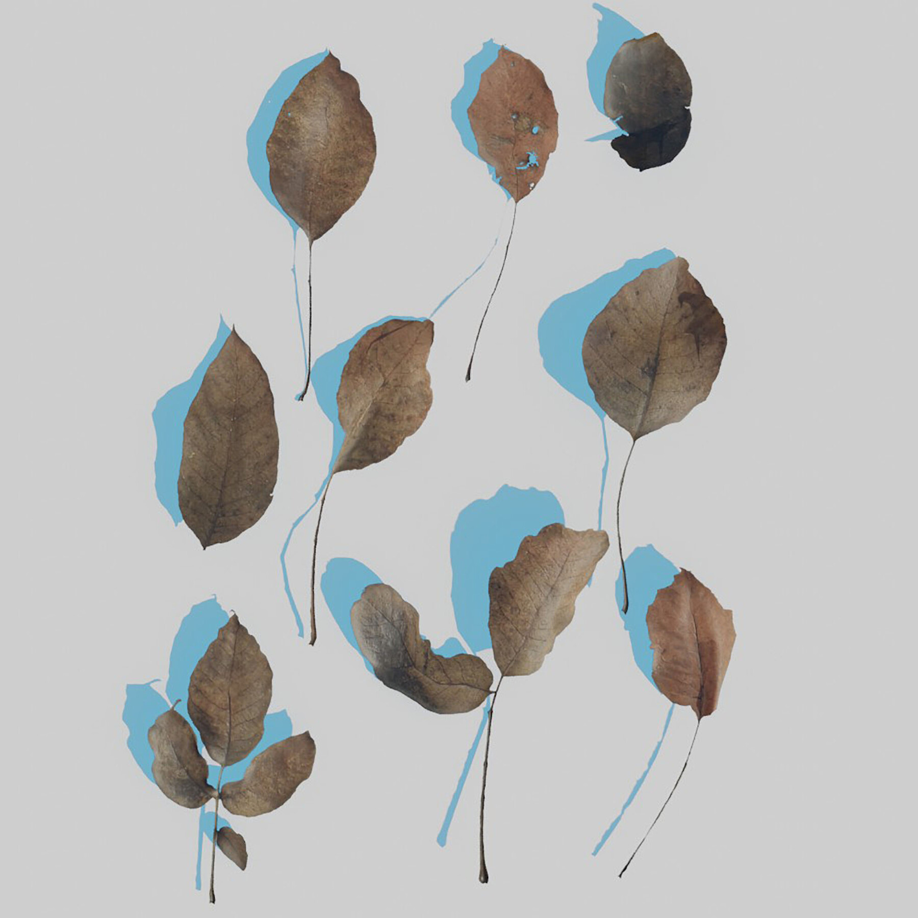 ArtStation - Dry Leaves Pack | Resources