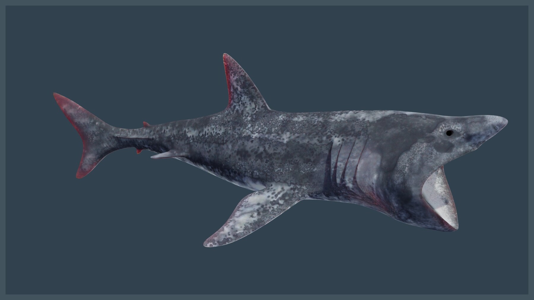 ArtStation - Animated Basking Shark | Game Assets