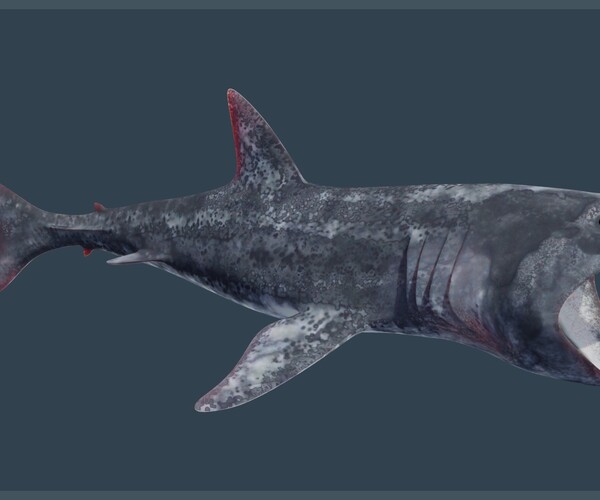 ArtStation - Animated Basking Shark | Game Assets