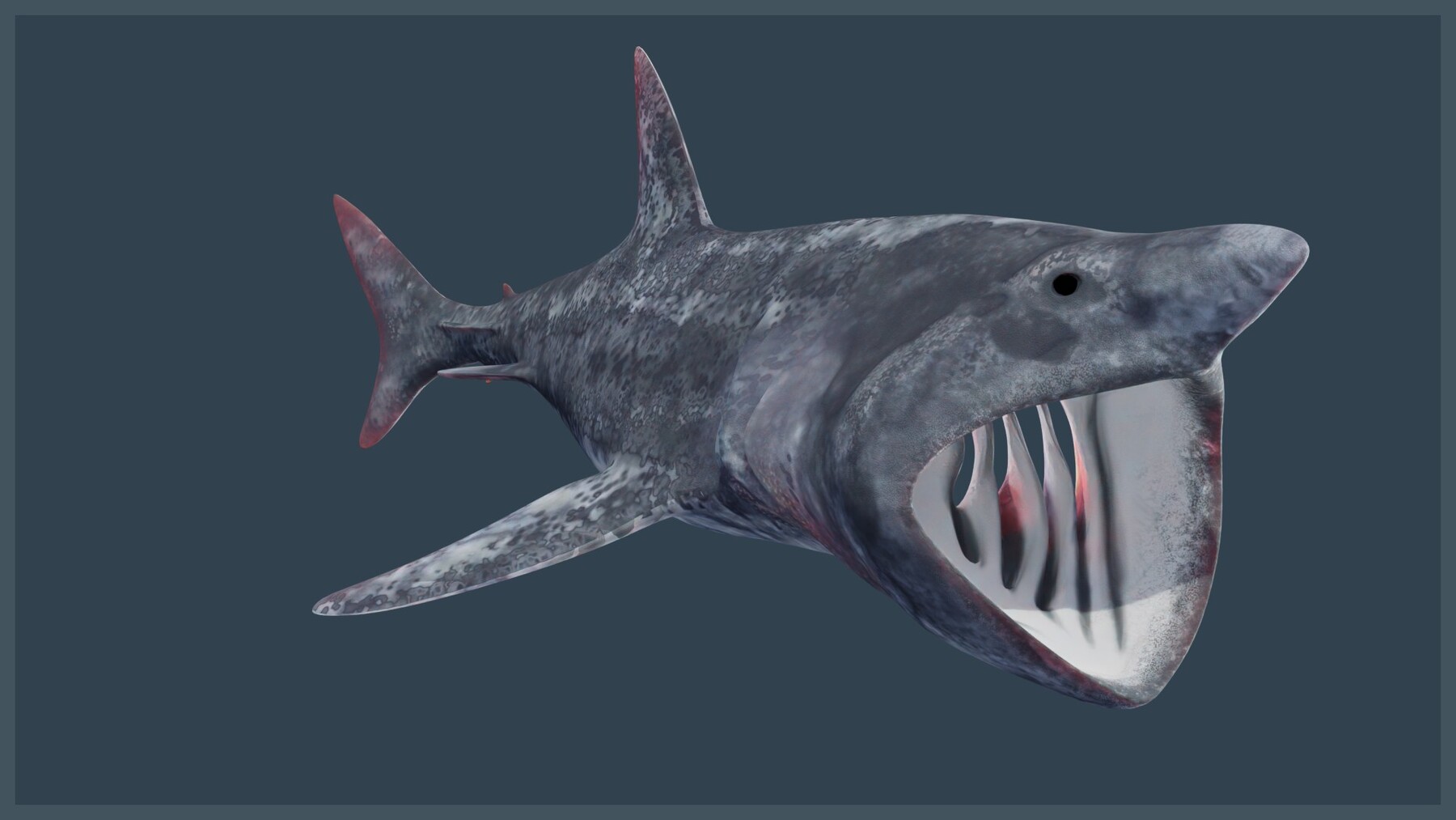 ArtStation - Animated Basking Shark | Game Assets
