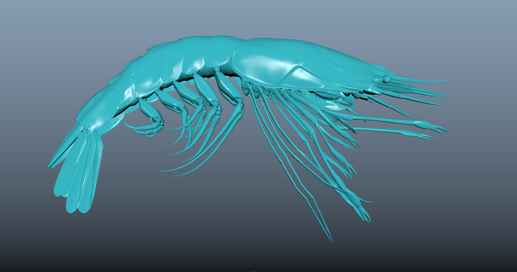 ArtStation - shrimp Model | Resources