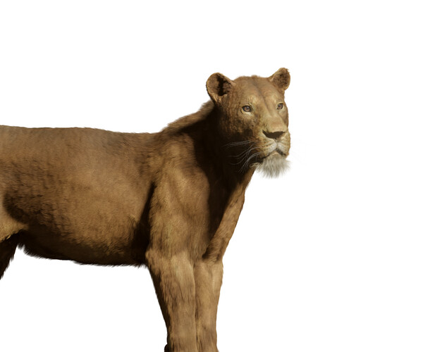 ArtStation - Young Lion 3d Blender model 3D model | Game Assets