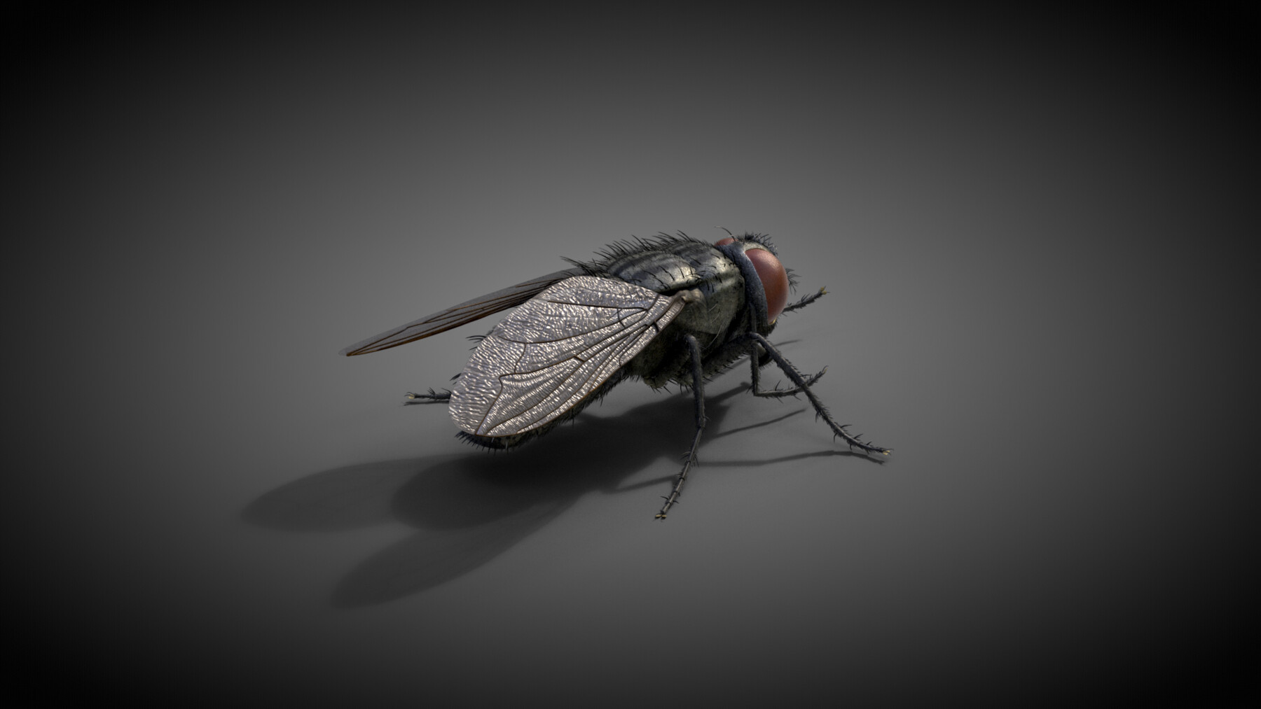 ArtStation - Housefly Animated | VFX Grace | Game Assets