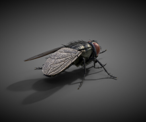 ArtStation - Housefly Animated | VFX Grace | Game Assets