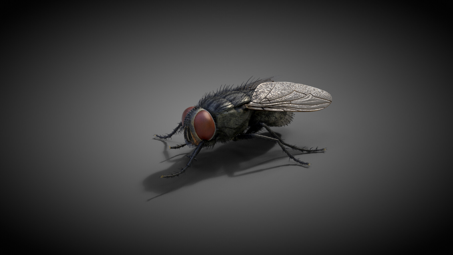 ArtStation - Housefly Animated | VFX Grace | Game Assets