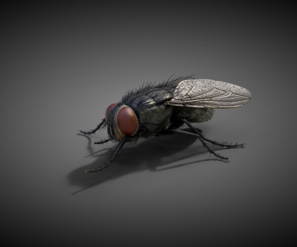 ArtStation - Housefly Animated | VFX Grace | Game Assets