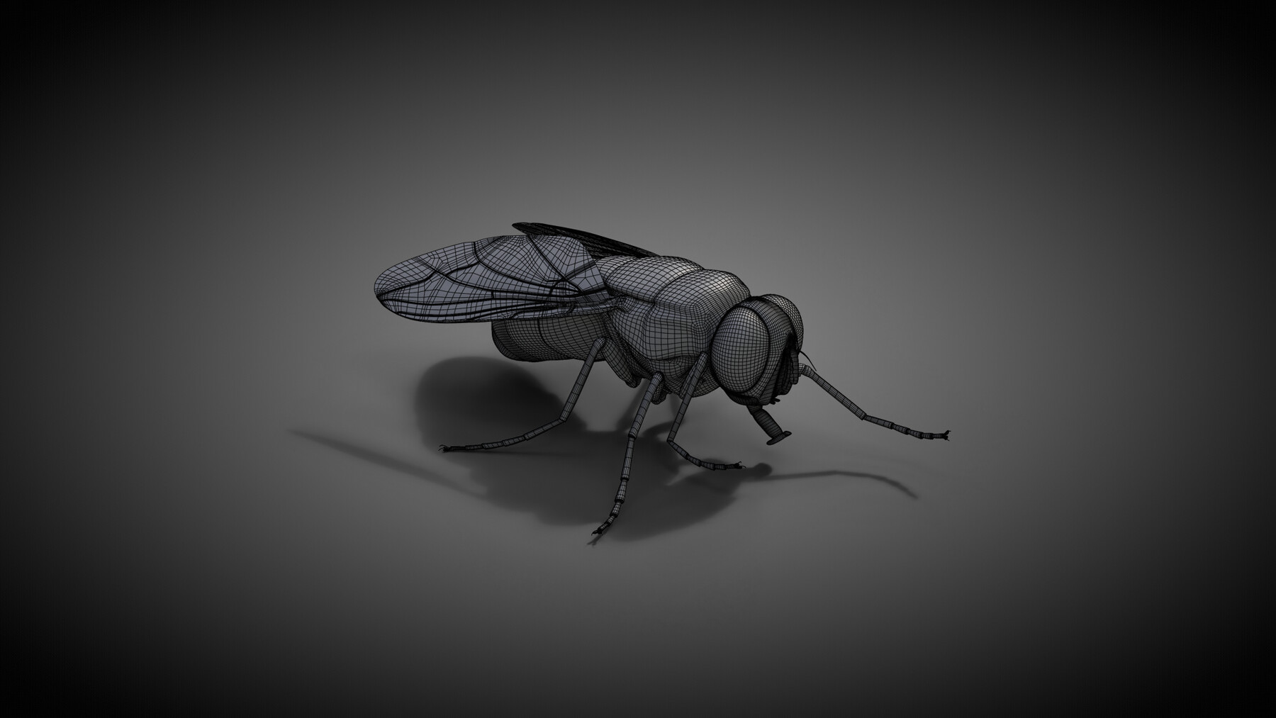 ArtStation - Housefly Animated | VFX Grace | Game Assets