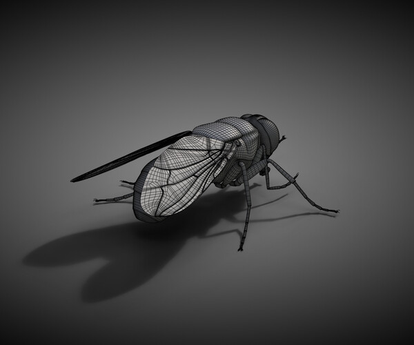 ArtStation - Housefly Animated | VFX Grace | Game Assets