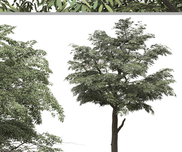 ArtStation - Set of Fraxinus Excelsior Tree (Common ash) (2 Trees ...