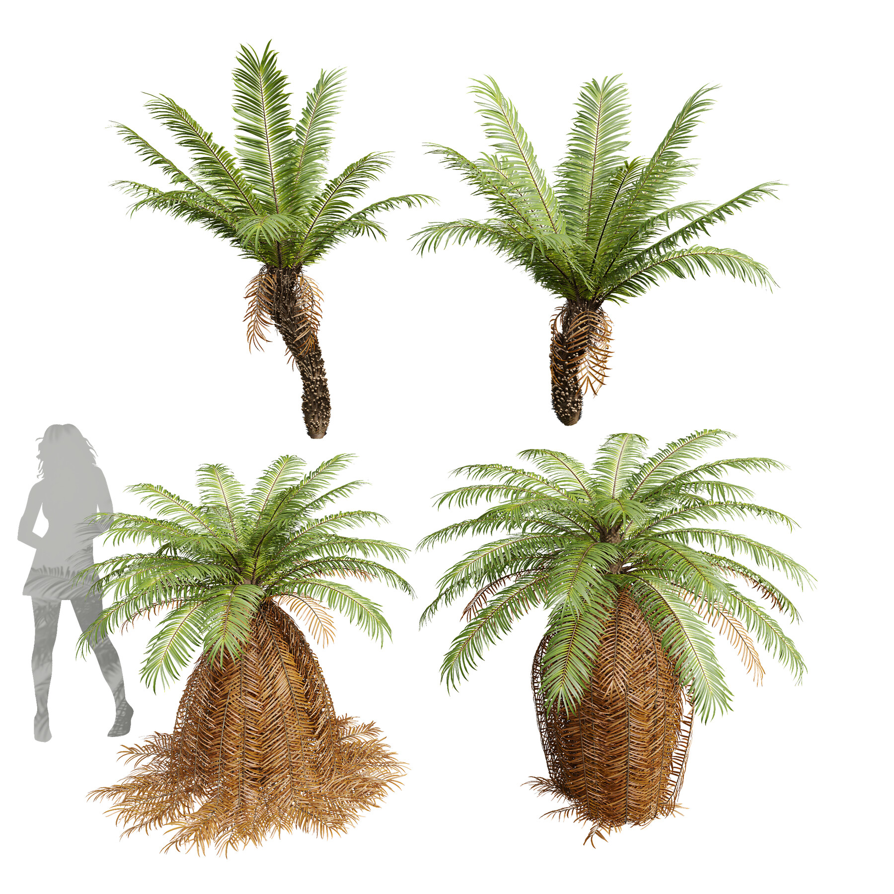 ArtStation - New Plant Brainea Insignis Fern Long Beard | Resources