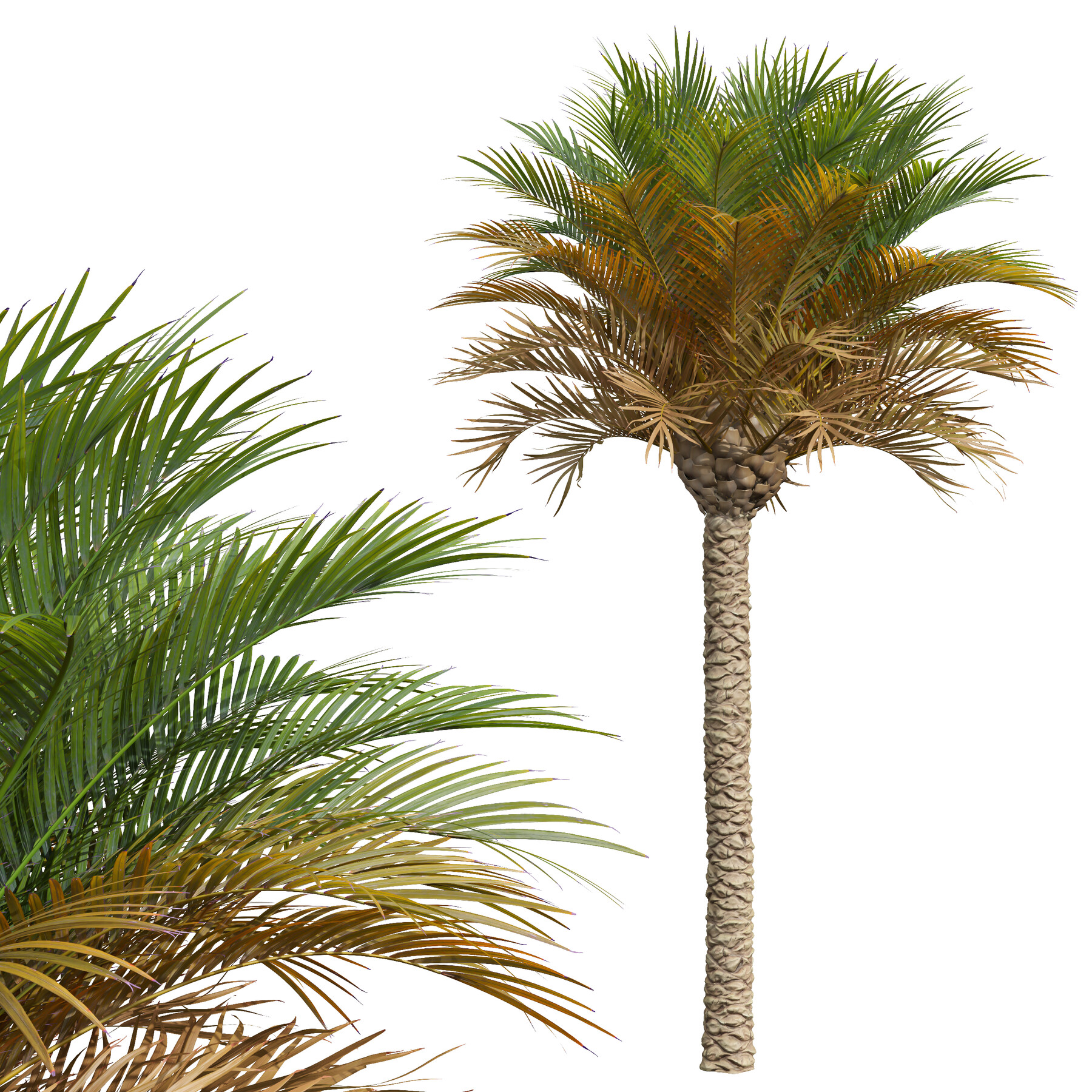 ArtStation - New Plant Phoenix Canariensis Phoenix Canariensis Areca ...