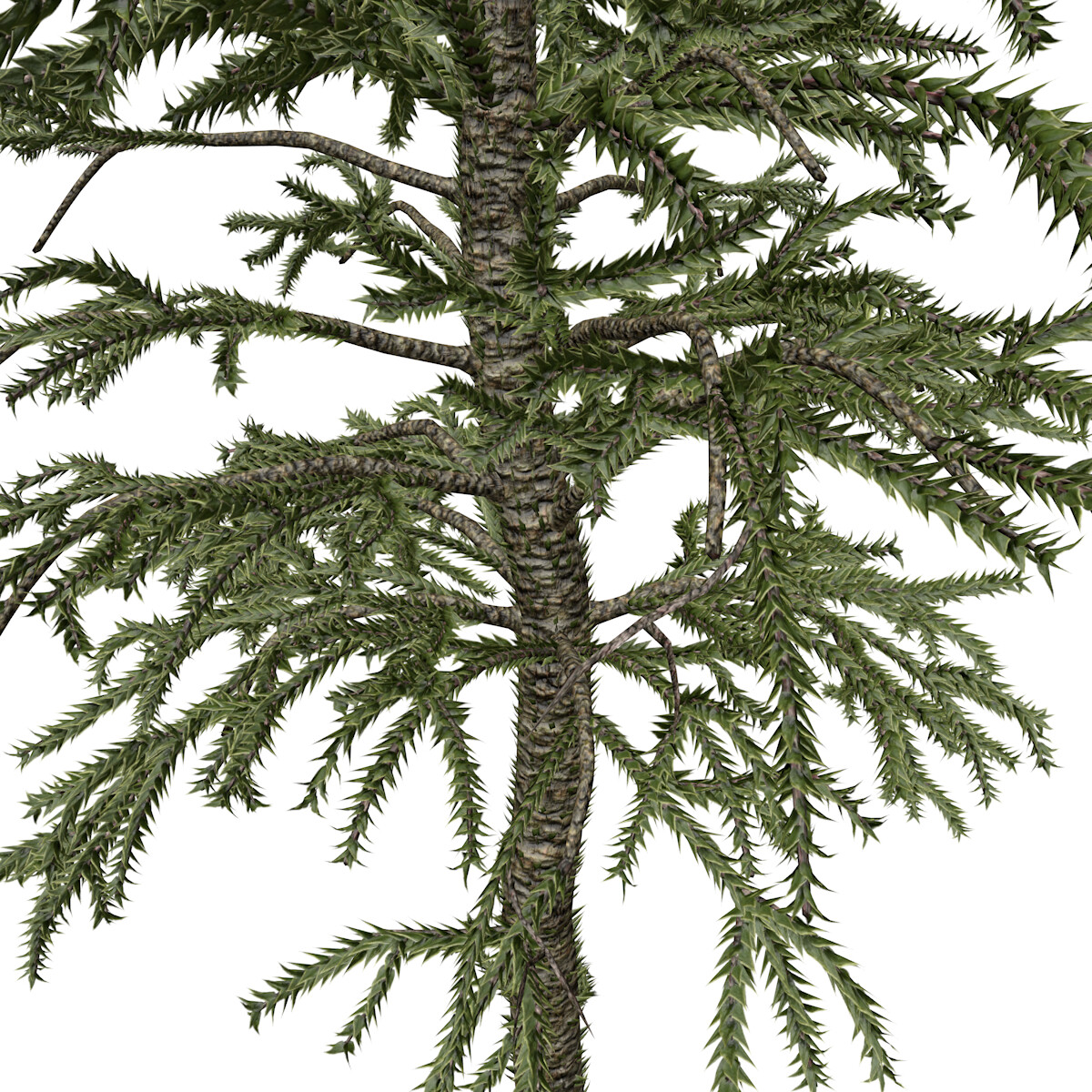 ArtStation - Monkey Puzzle #01 (FBX) - High Poly Tree (3D Model ...