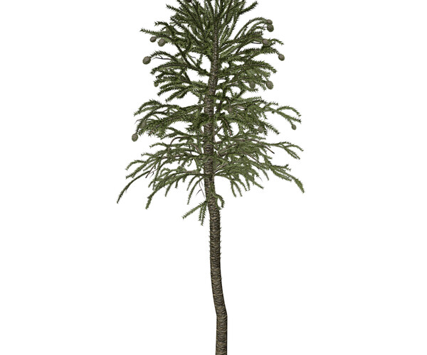 ArtStation - Monkey Puzzle #04 (FBX) - High Poly Tree (3D Model ...