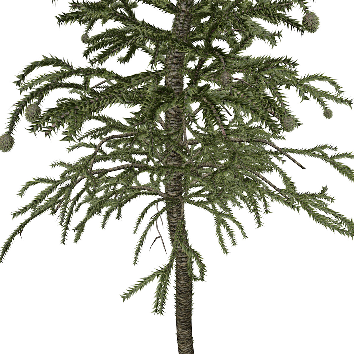 ArtStation - Monkey Puzzle #04 (FBX) - High Poly Tree (3D Model ...