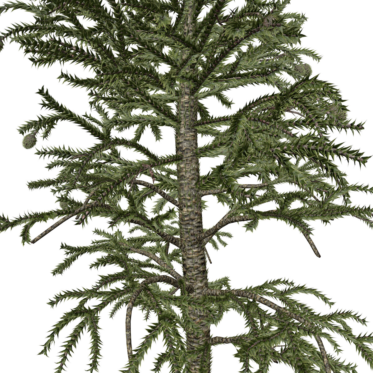 ArtStation - Monkey Puzzle #05 (FBX) - High Poly Tree (3D Model ...