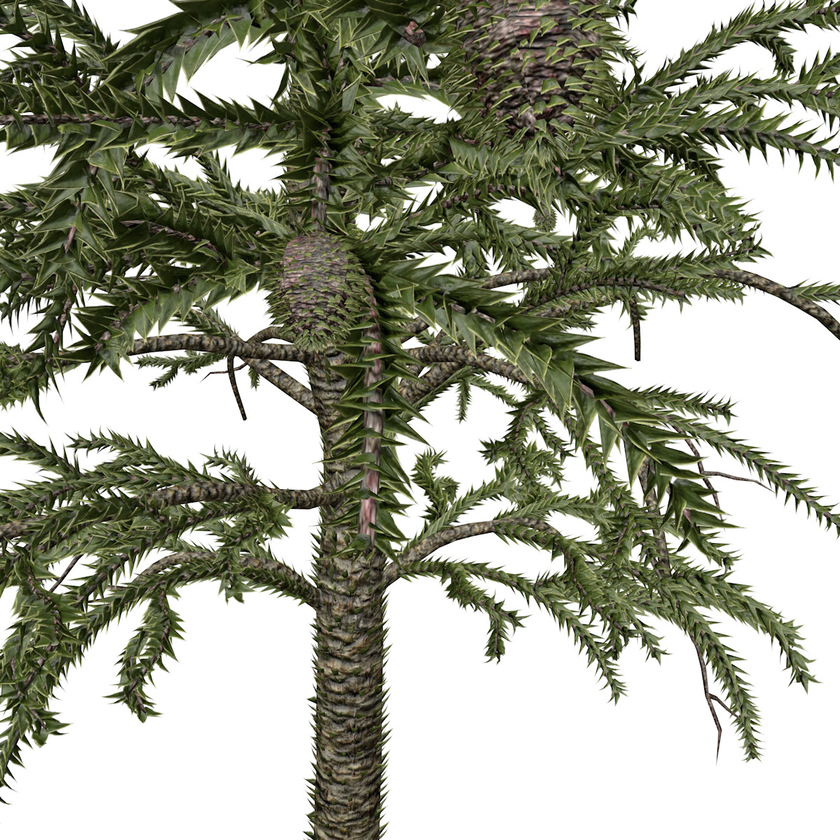 ArtStation - Monkey Puzzle #08 (FBX) - High Poly Tree (3D Model ...
