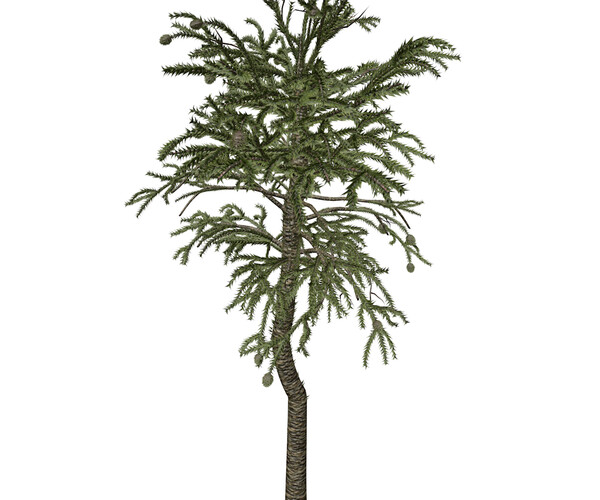 ArtStation - Monkey Puzzle #09 (FBX) - High Poly Tree (3D Model ...