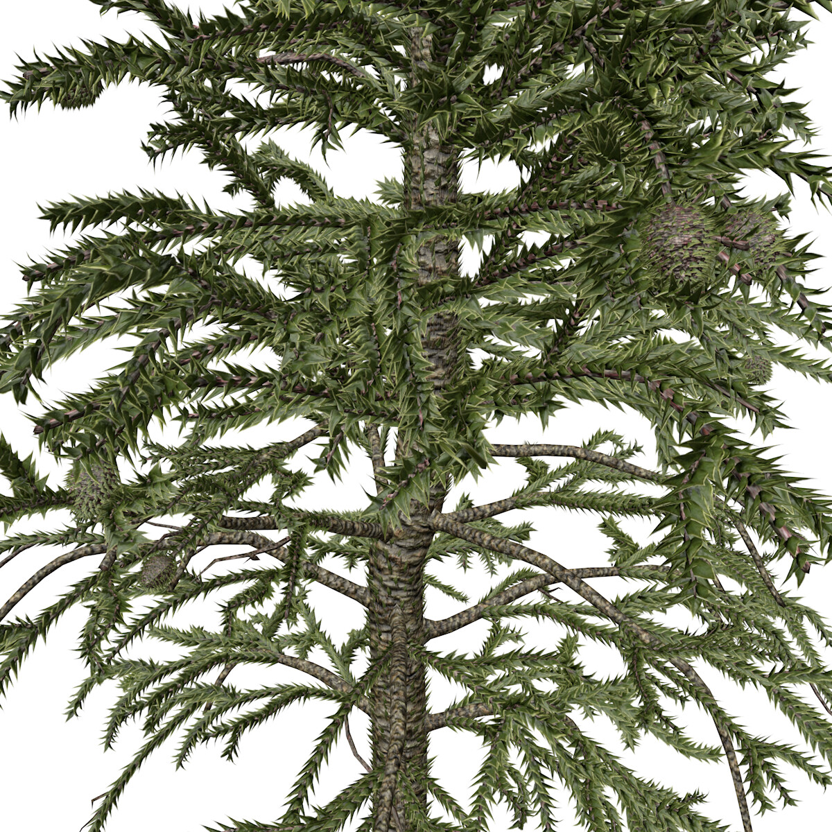 ArtStation - Monkey Puzzle #10 (FBX) - High Poly Tree (3D Model ...