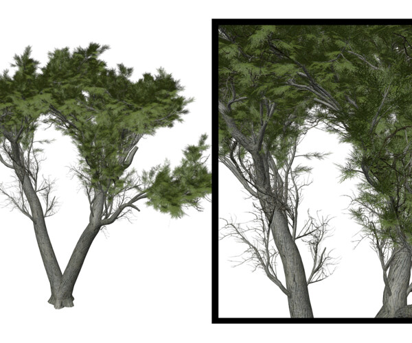 ArtStation - Monterey Cypress #01 (FBX) - High Poly Tree (3D Model ...