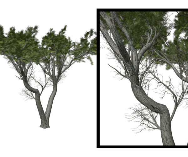 ArtStation - Monterey Cypress #02 (FBX) - High Poly Tree (3D Model ...
