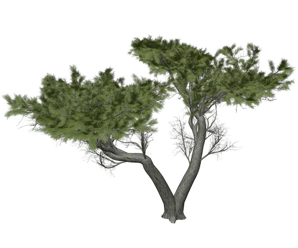 ArtStation - Monterey Cypress #05 (FBX) - High Poly Tree (3D Model ...