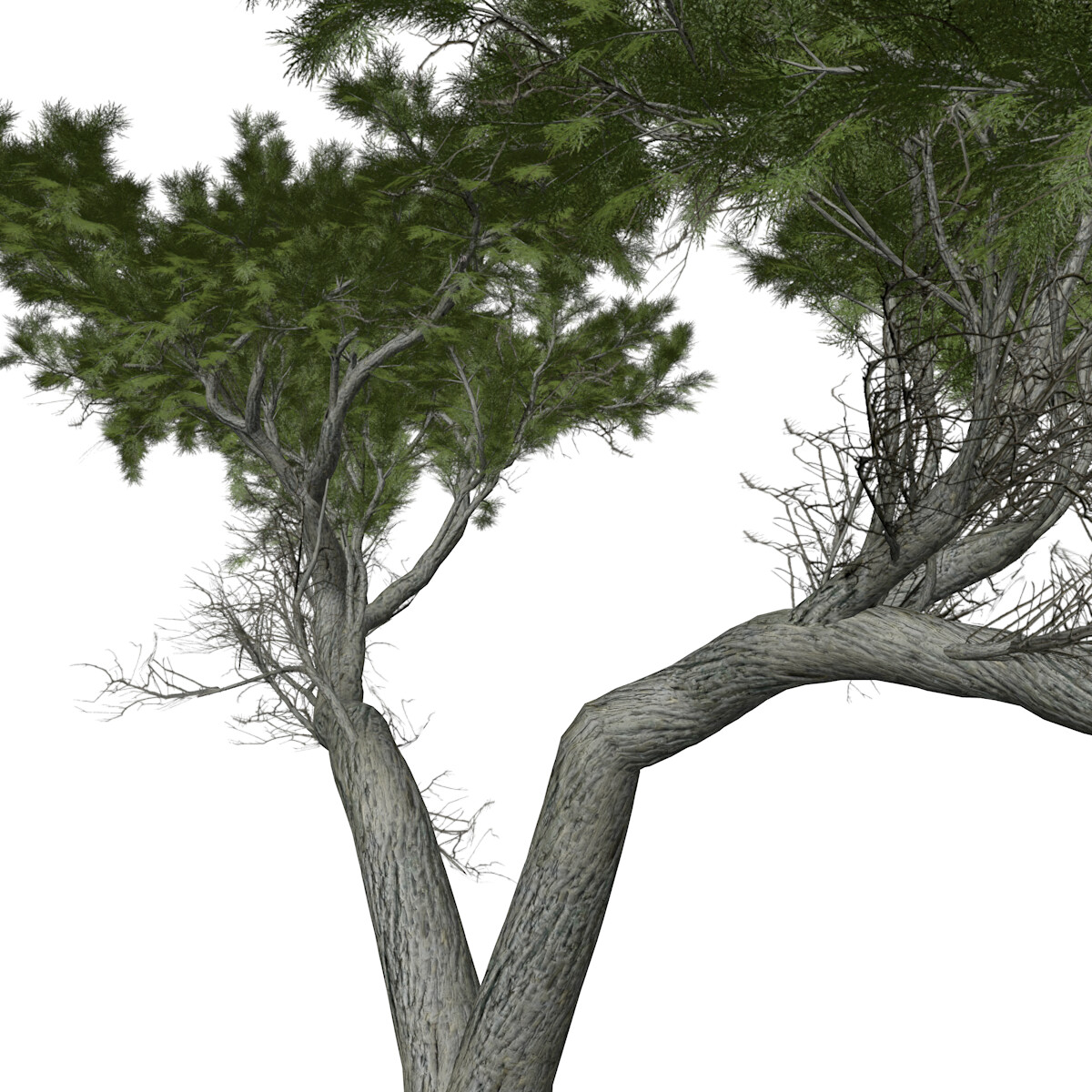 ArtStation - Monterey Cypress #06 (FBX) - High Poly Tree (3D Model ...