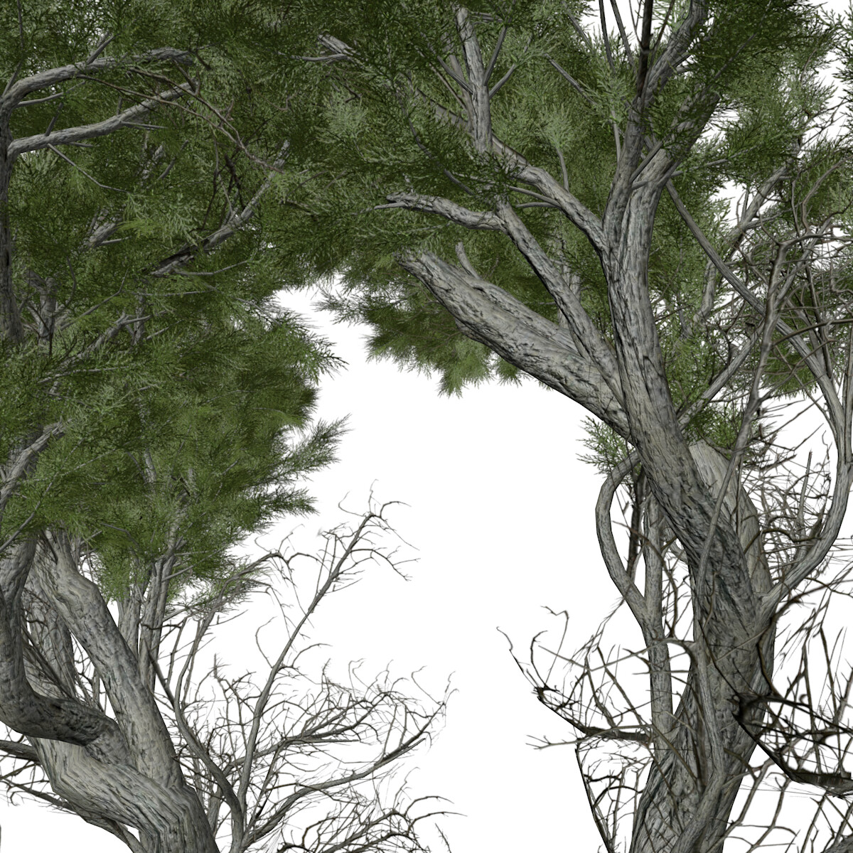 ArtStation - Monterey Cypress #08 (FBX) - High Poly Tree (3D Model ...