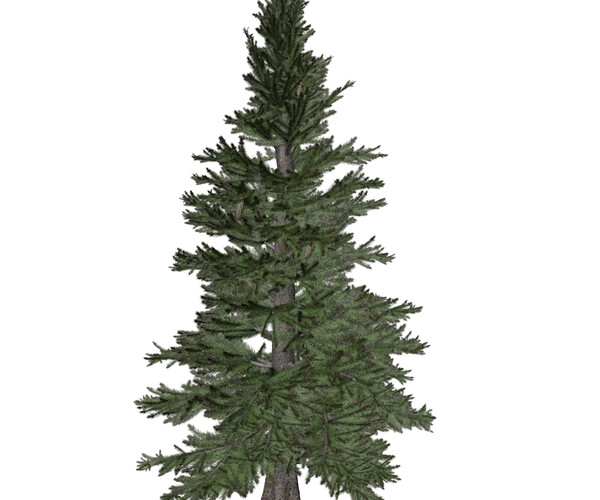 ArtStation - Norway Spruce #02 (FBX) - High Poly Tree (3D Model ...
