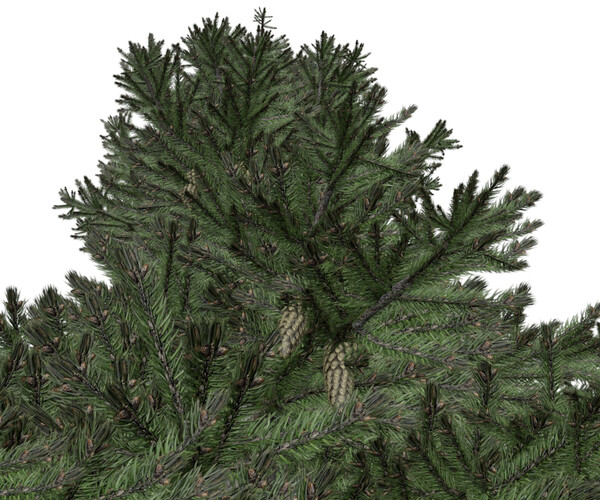 ArtStation - Norway Spruce #02 (FBX) - High Poly Tree (3D Model ...