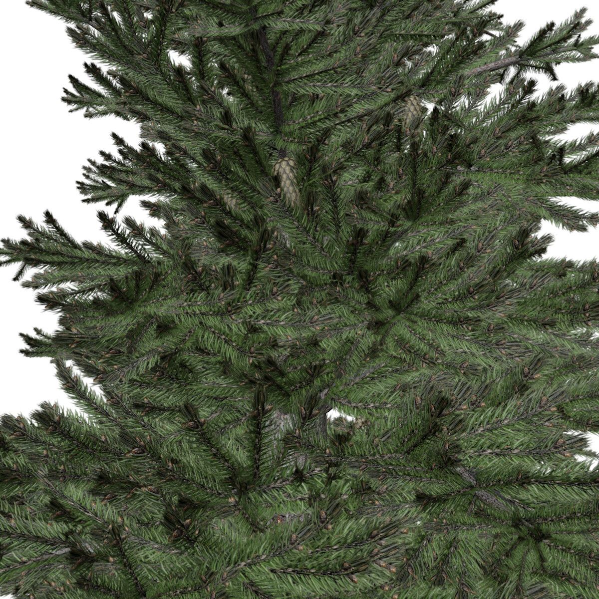 ArtStation - Norway Spruce #05 (FBX) - High Poly Tree (3D Model ...
