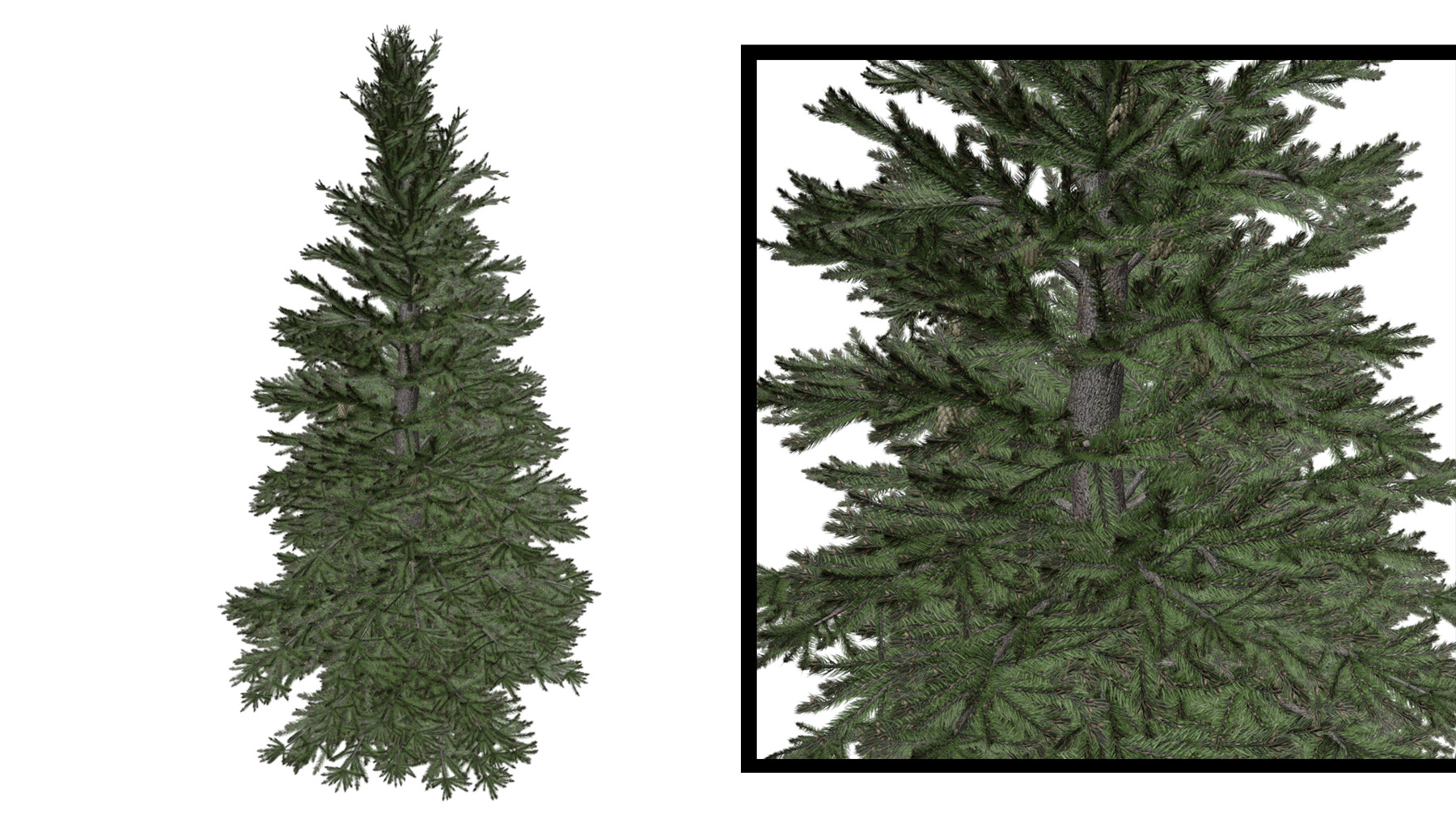 ArtStation - Norway Spruce #06 (FBX) - High Poly Tree (3D Model ...