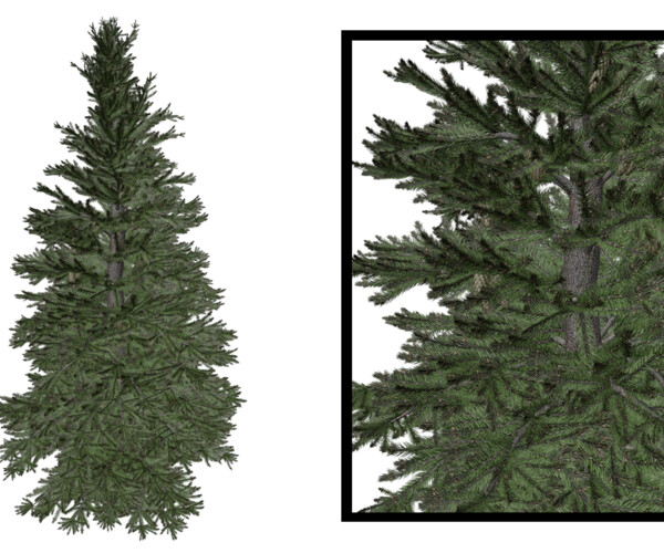 ArtStation - Norway Spruce #06 (FBX) - High Poly Tree (3D Model ...