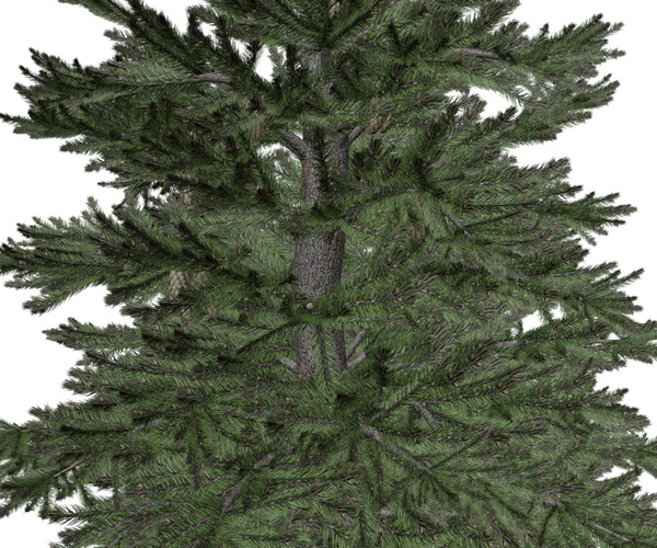 ArtStation - Norway Spruce #06 (FBX) - High Poly Tree (3D Model ...