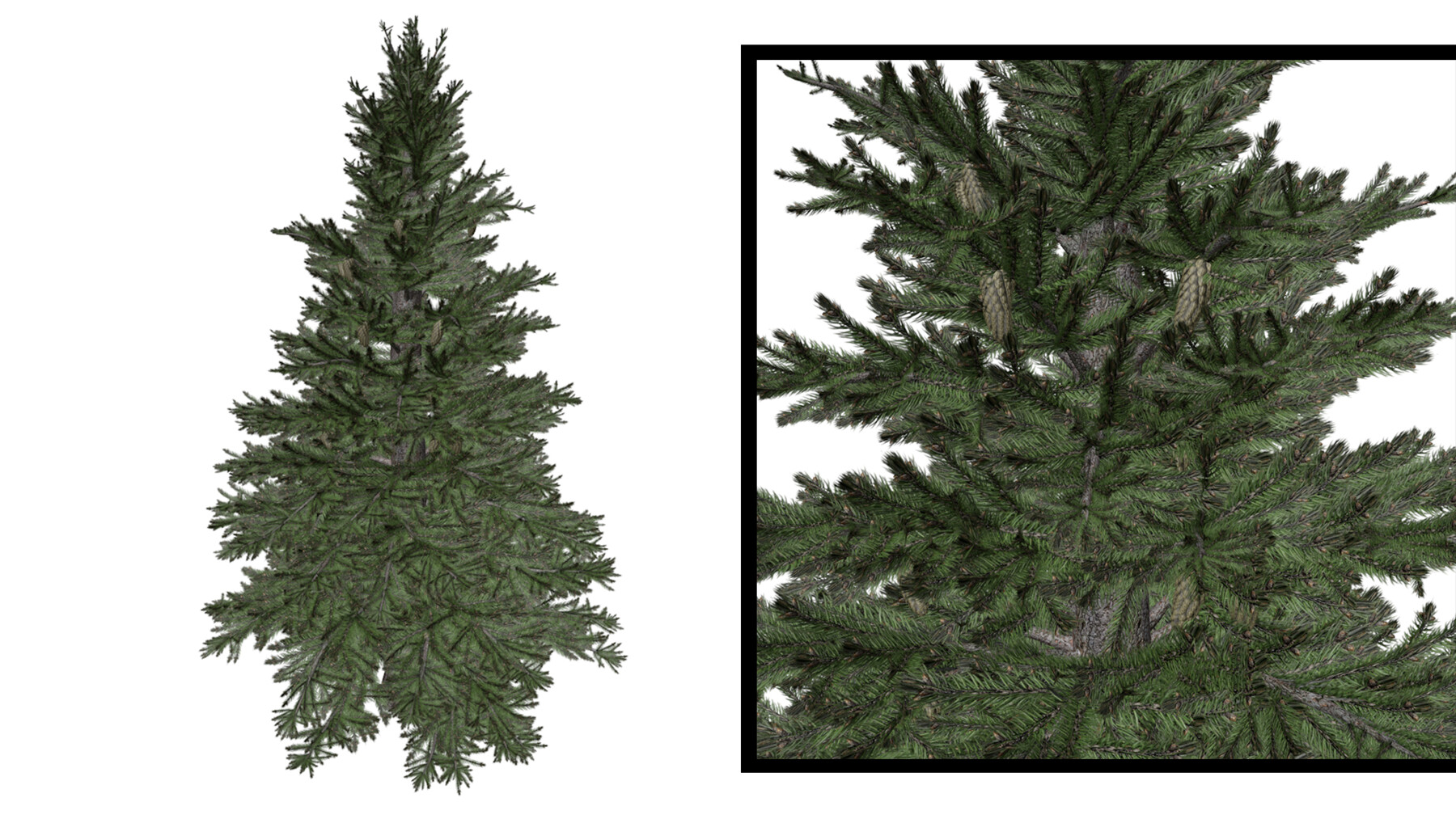 Antonio Kowatsch - Norway Spruce #07 (FBX) - High Poly Tree (3D Model)