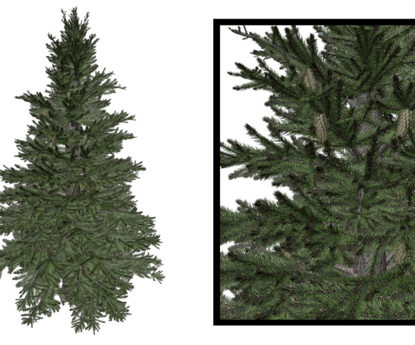 ArtStation - Norway Spruce #07 (FBX) - High Poly Tree (3D Model ...