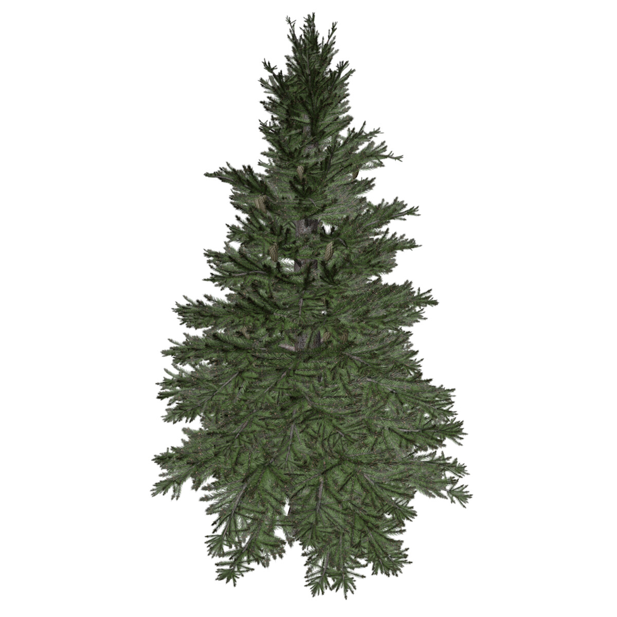 ArtStation - Norway Spruce #07 (FBX) - High Poly Tree (3D Model ...