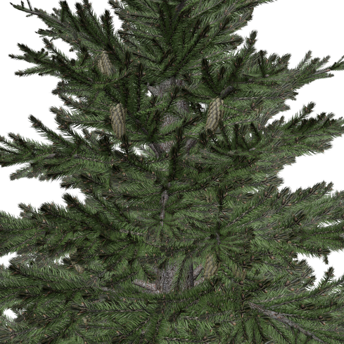 ArtStation - Norway Spruce #07 (FBX) - High Poly Tree (3D Model) | Resources