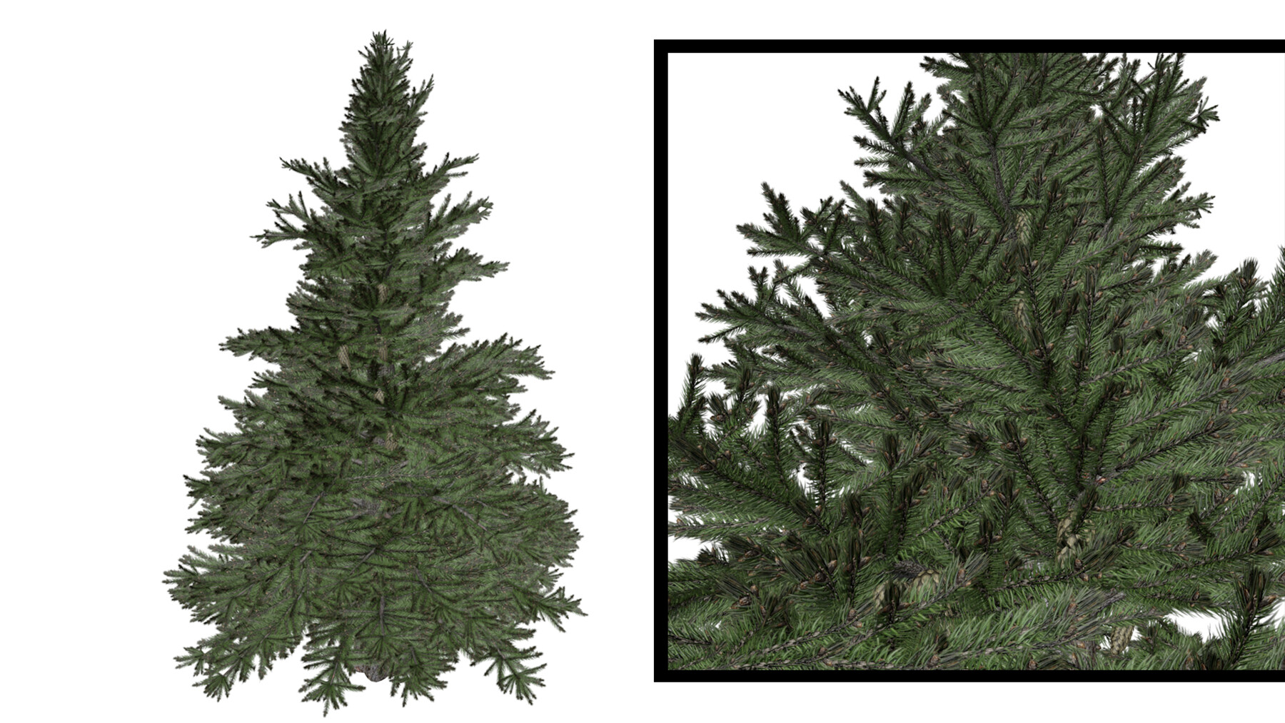 ArtStation - Norway Spruce #08 (FBX) - High Poly Tree (3D Model ...