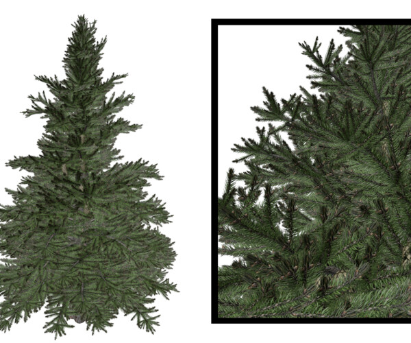 ArtStation - Norway Spruce #08 (FBX) - High Poly Tree (3D Model ...
