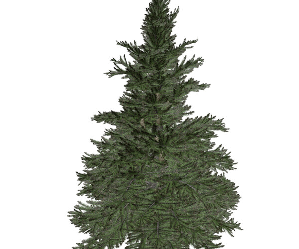 ArtStation - Norway Spruce #08 (FBX) - High Poly Tree (3D Model ...