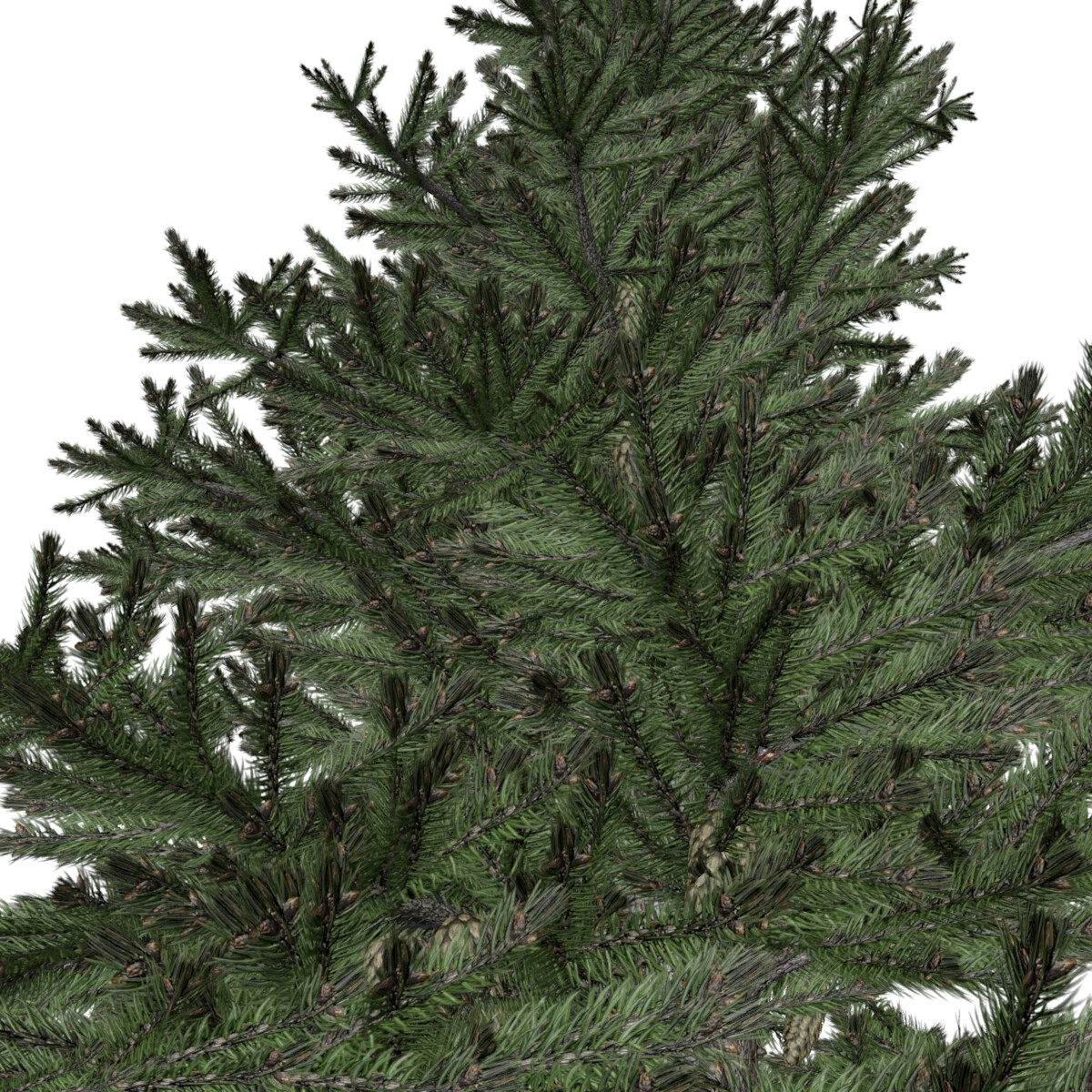 ArtStation - Norway Spruce #08 (FBX) - High Poly Tree (3D Model ...