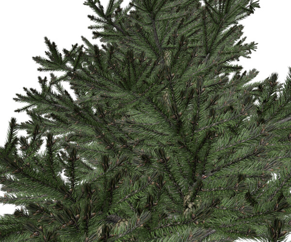 ArtStation - Norway Spruce #08 (FBX) - High Poly Tree (3D Model ...