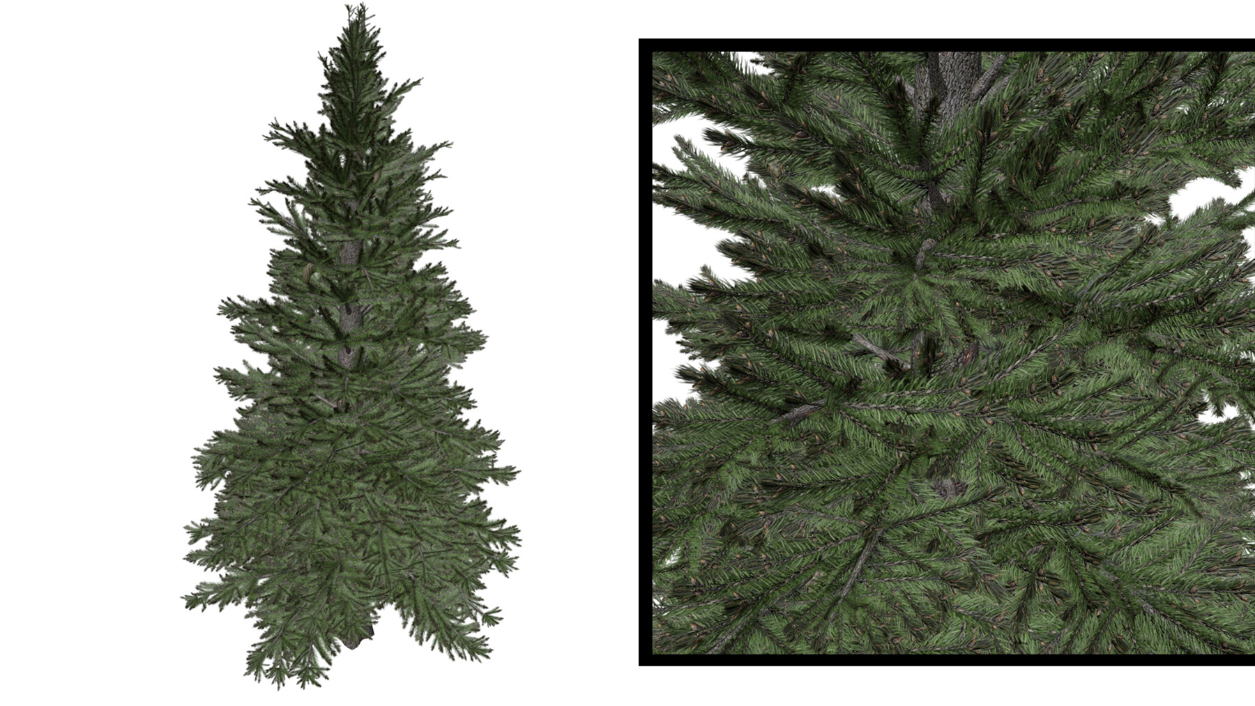 ArtStation - Norway Spruce #09 (FBX) - High Poly Tree (3D Model ...