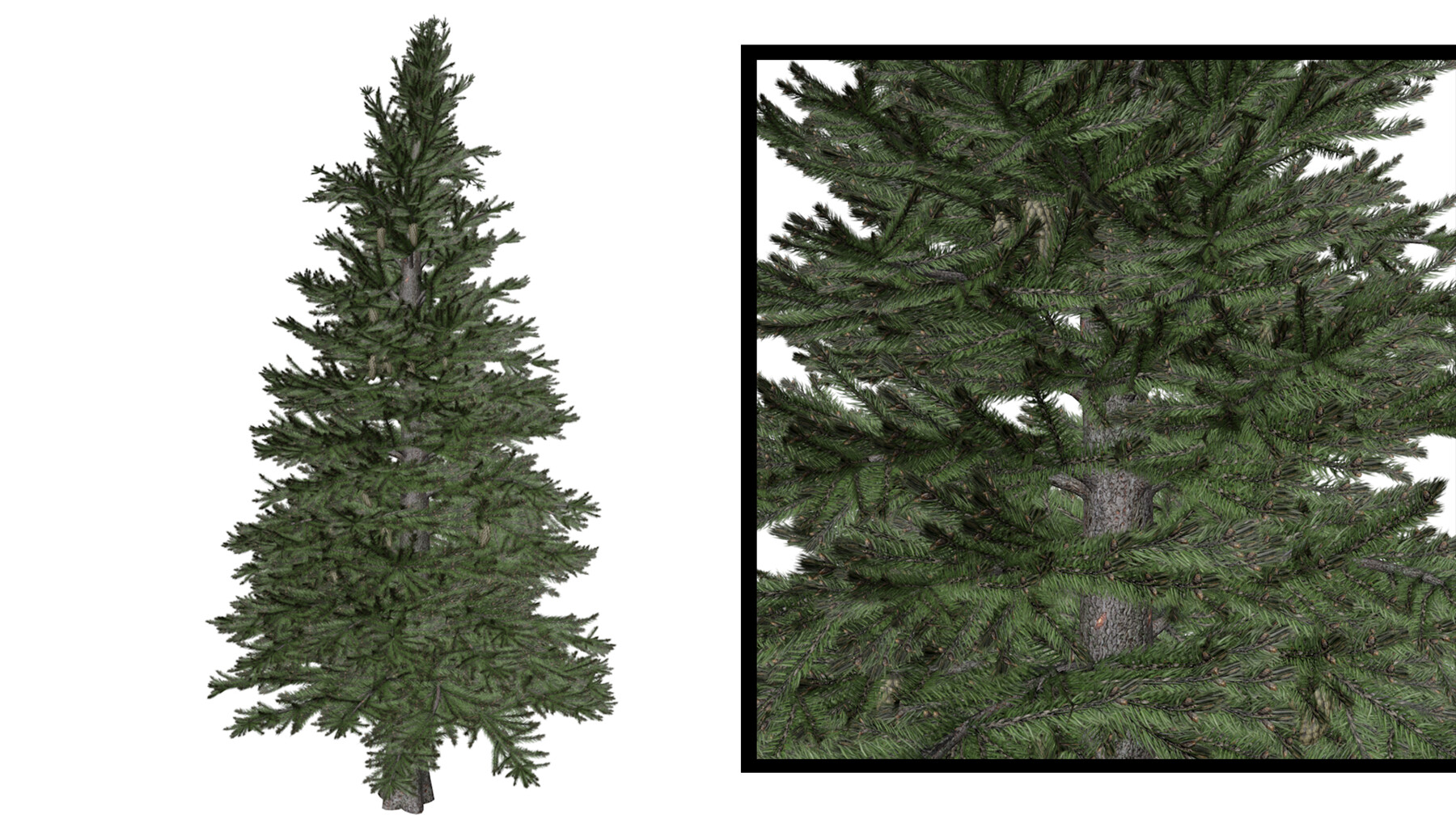 ArtStation - Norway Spruce #10 (FBX) - High Poly Tree (3D Model ...
