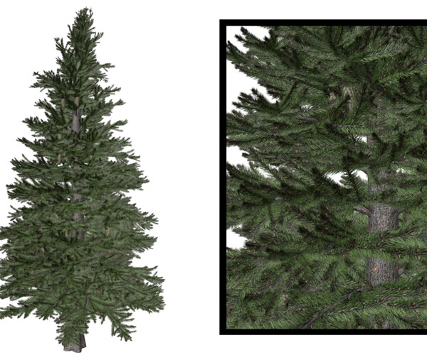 ArtStation - Norway Spruce #10 (FBX) - High Poly Tree (3D Model ...
