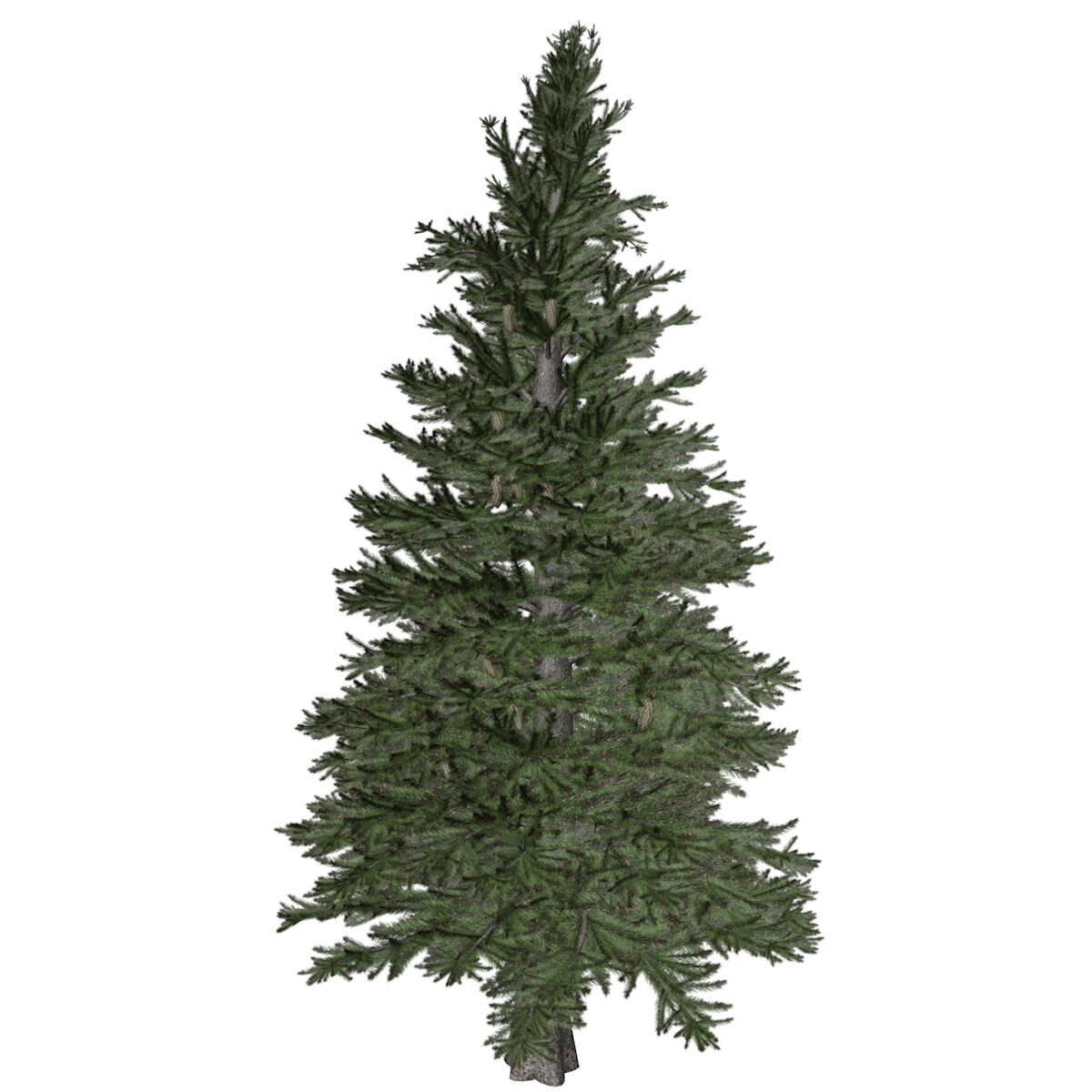 ArtStation - Norway Spruce #10 (FBX) - High Poly Tree (3D Model ...