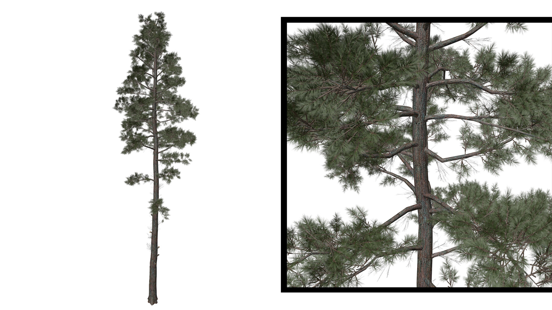 ArtStation - Scots Pine #01 (FBX) - High Poly Tree (3D Model) | Resources